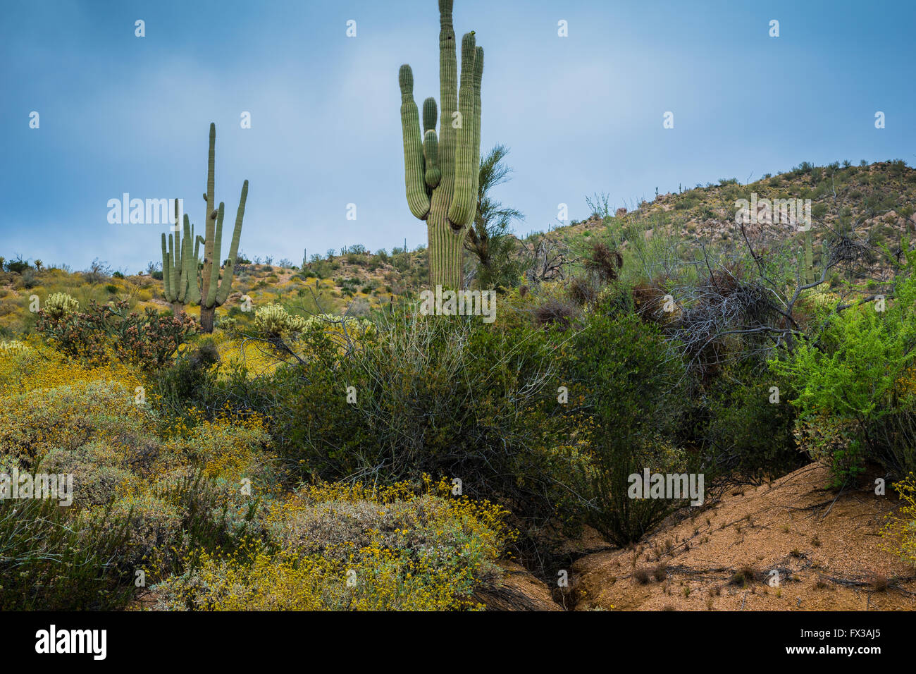 Hidden Treasures in the Arizona Desert Stock Photo - Alamy