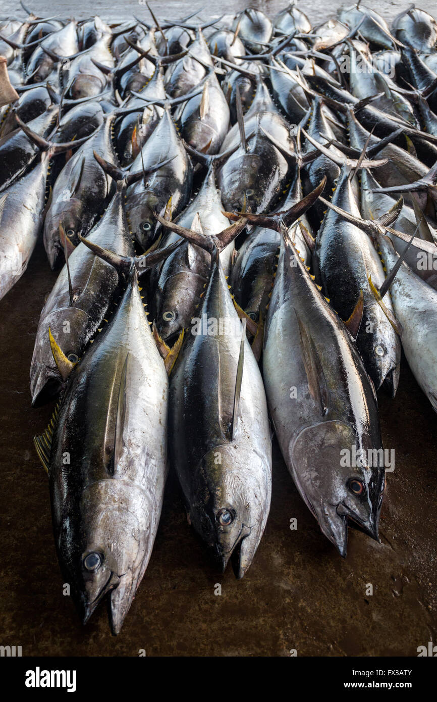 Indian ocean yellow fin tuna fishing hi-res stock photography and ...