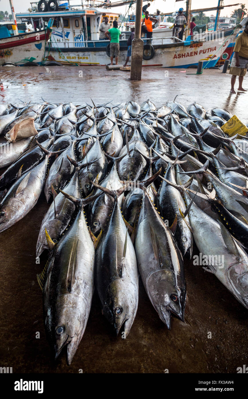 Big fish harvest (import to Japan), Fishing port, Negombo lagoon ...