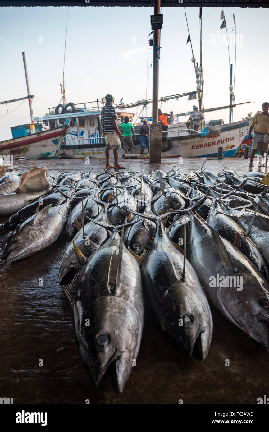 Big fish harvest (import to Japan), Fishing port, Negombo lagoon ...