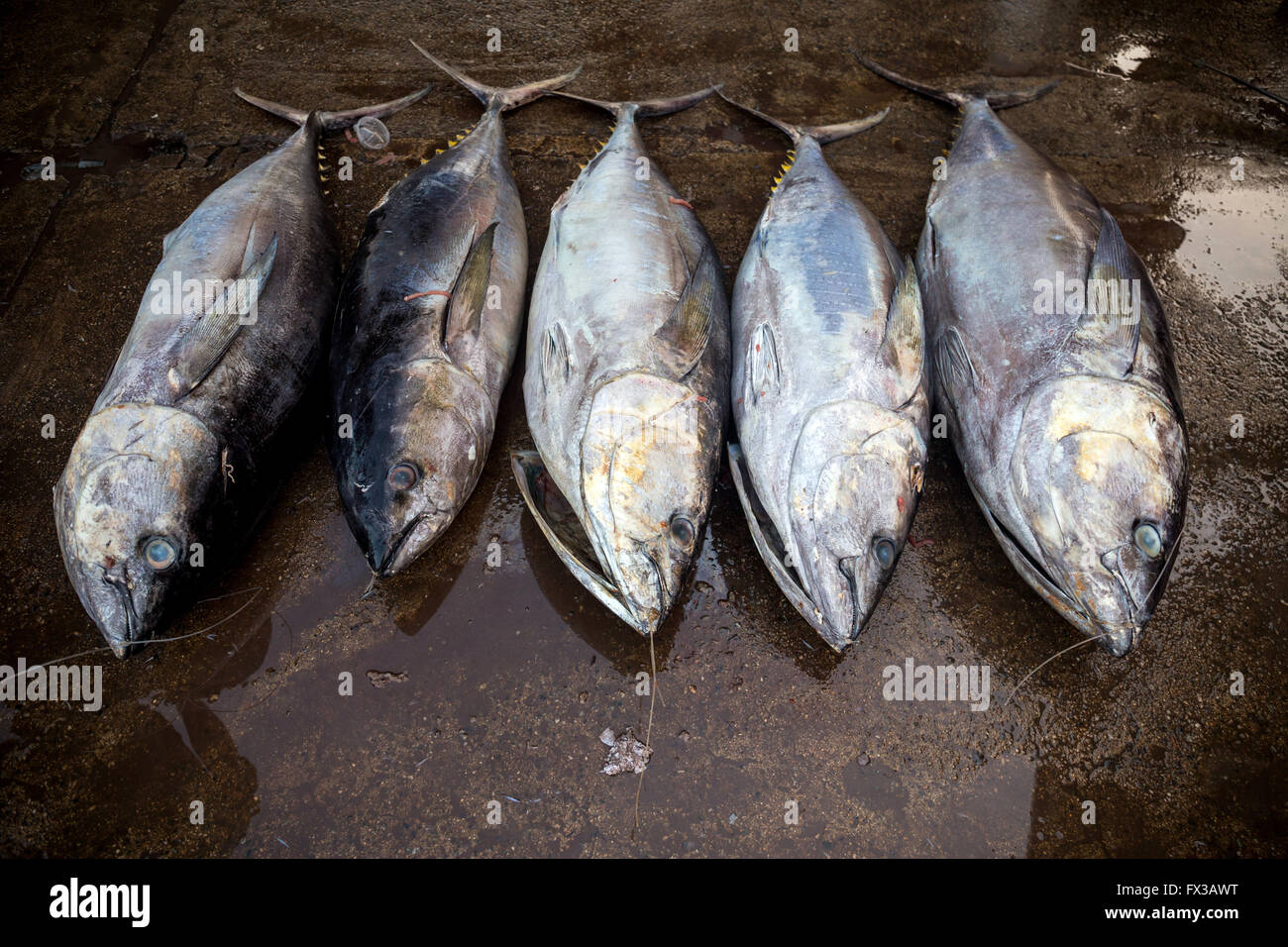 Indian ocean yellow fin tuna fishing hi-res stock photography and ...