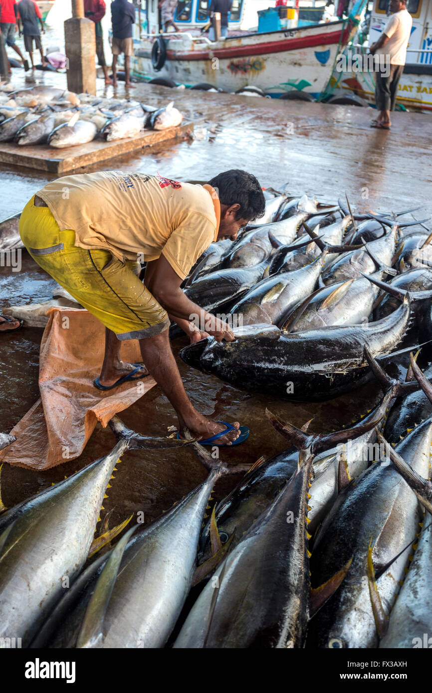 Indian ocean yellow fin tuna fishing hi-res stock photography and ...