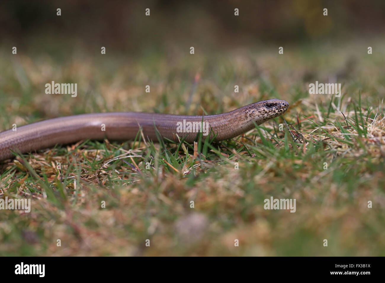 Slow Worm (Anguis fragilis Stock Photo - Alamy