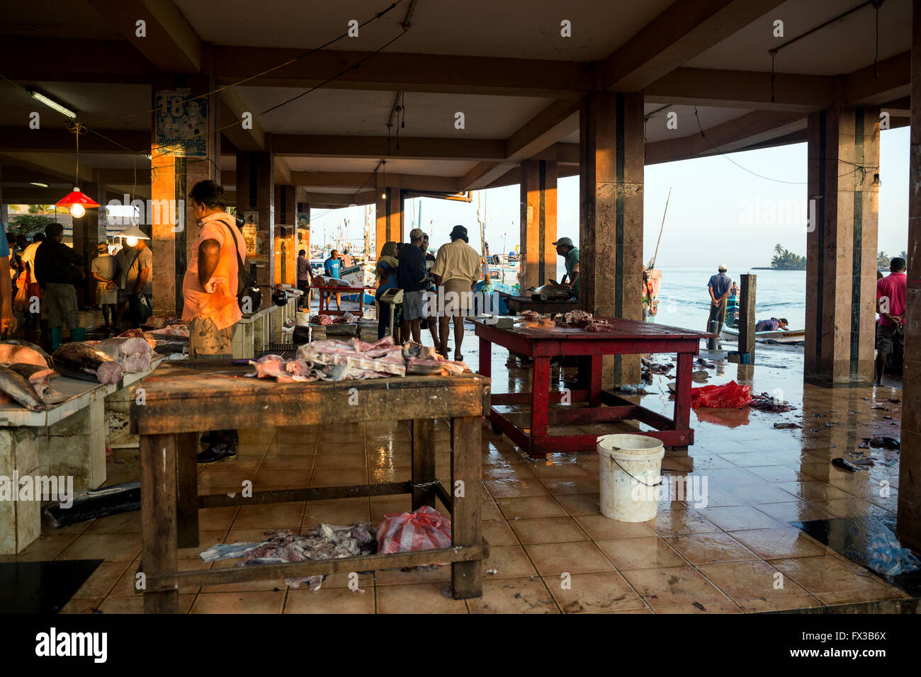 Fishmonger filleting fresh fish, Fishing port, Negombo lagoon, Negombo ...
