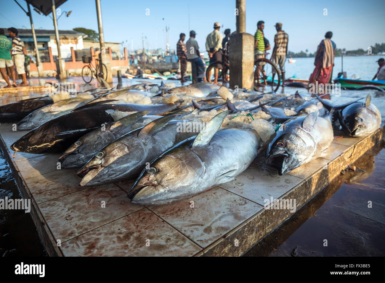 Big fish harvest (import to Japan), Fishing port, Negombo lagoon ...