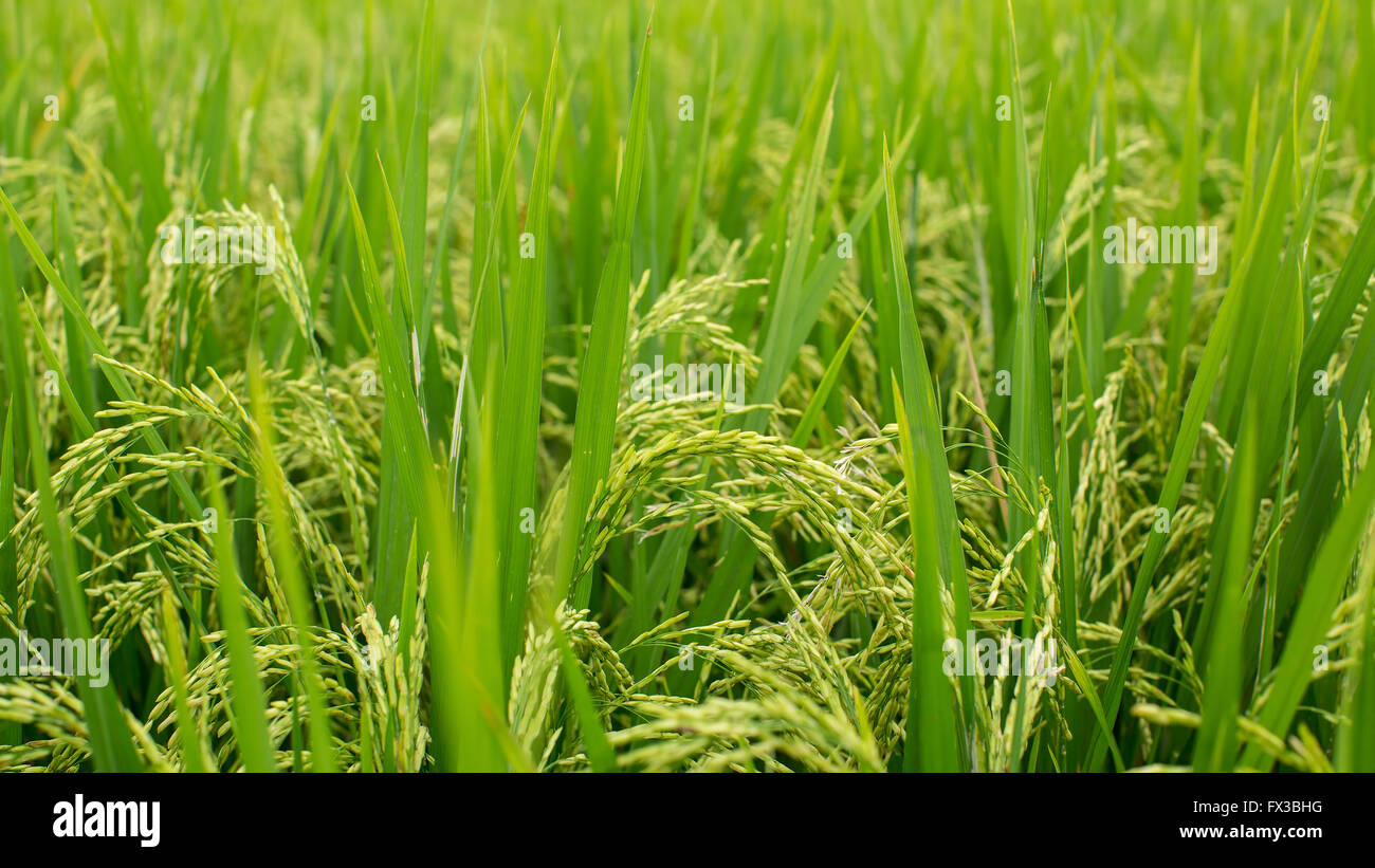 Green grass on the rice field, closeup at Sunny day Stock Photo - Alamy