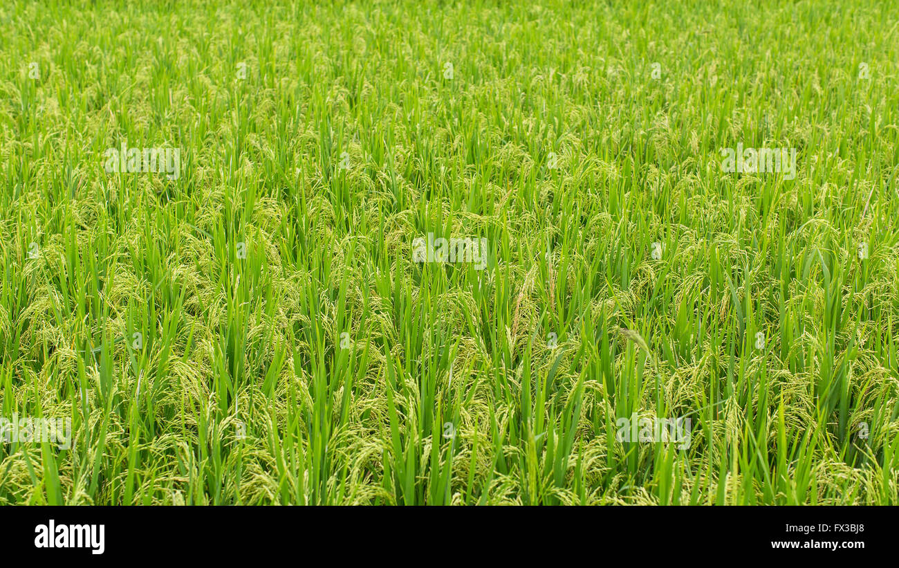 Rice grass detail china hi-res stock photography and images - Alamy