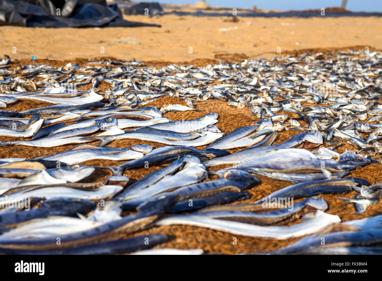 Fish drying technique hi-res stock photography and images - Alamy
