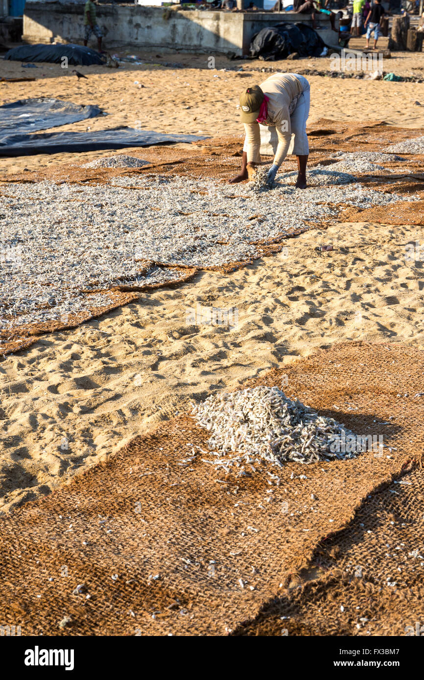 Negombo fish market, Fish drying in the sun, Negombo, Sri Lanka, Asia ...