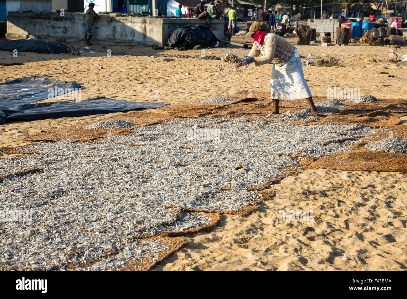 Negombo fish market, Fish drying in the sun, Negombo, Sri Lanka, Asia ...