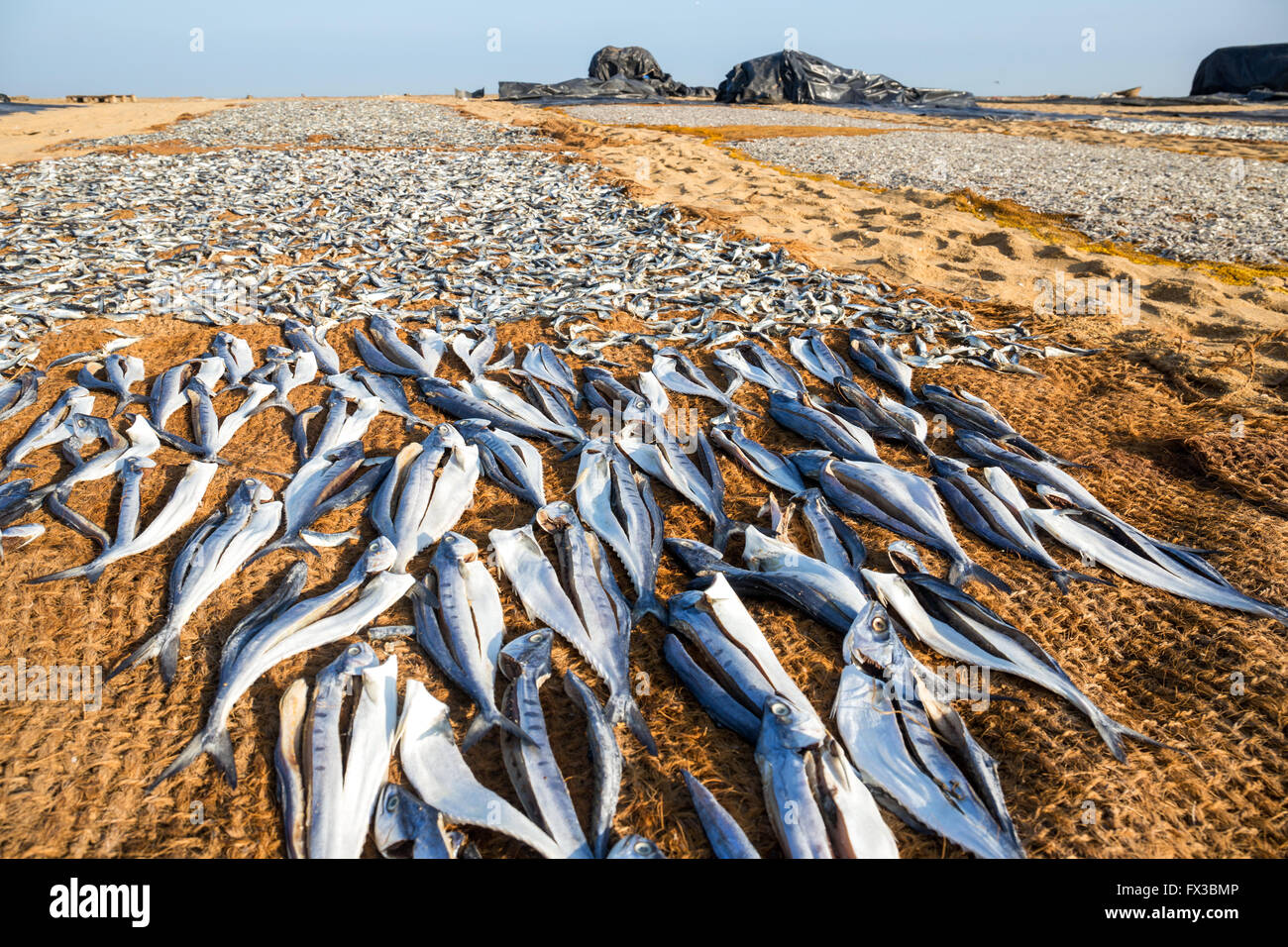 Fish drying technique hi-res stock photography and images - Alamy