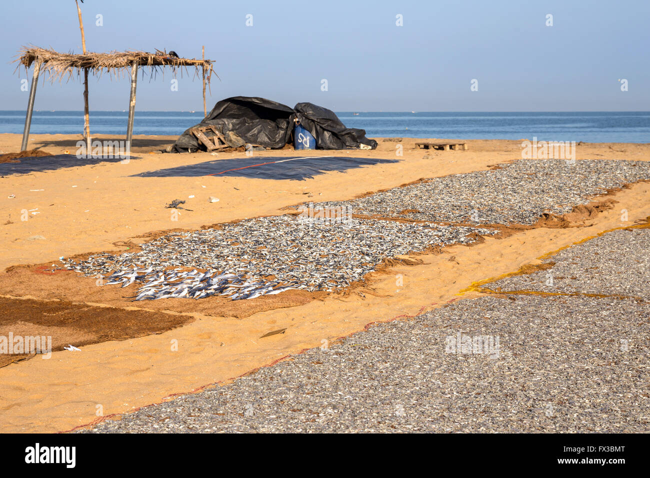 Negombo fish market, Fish drying in the sun, Negombo, Sri Lanka, Asia ...