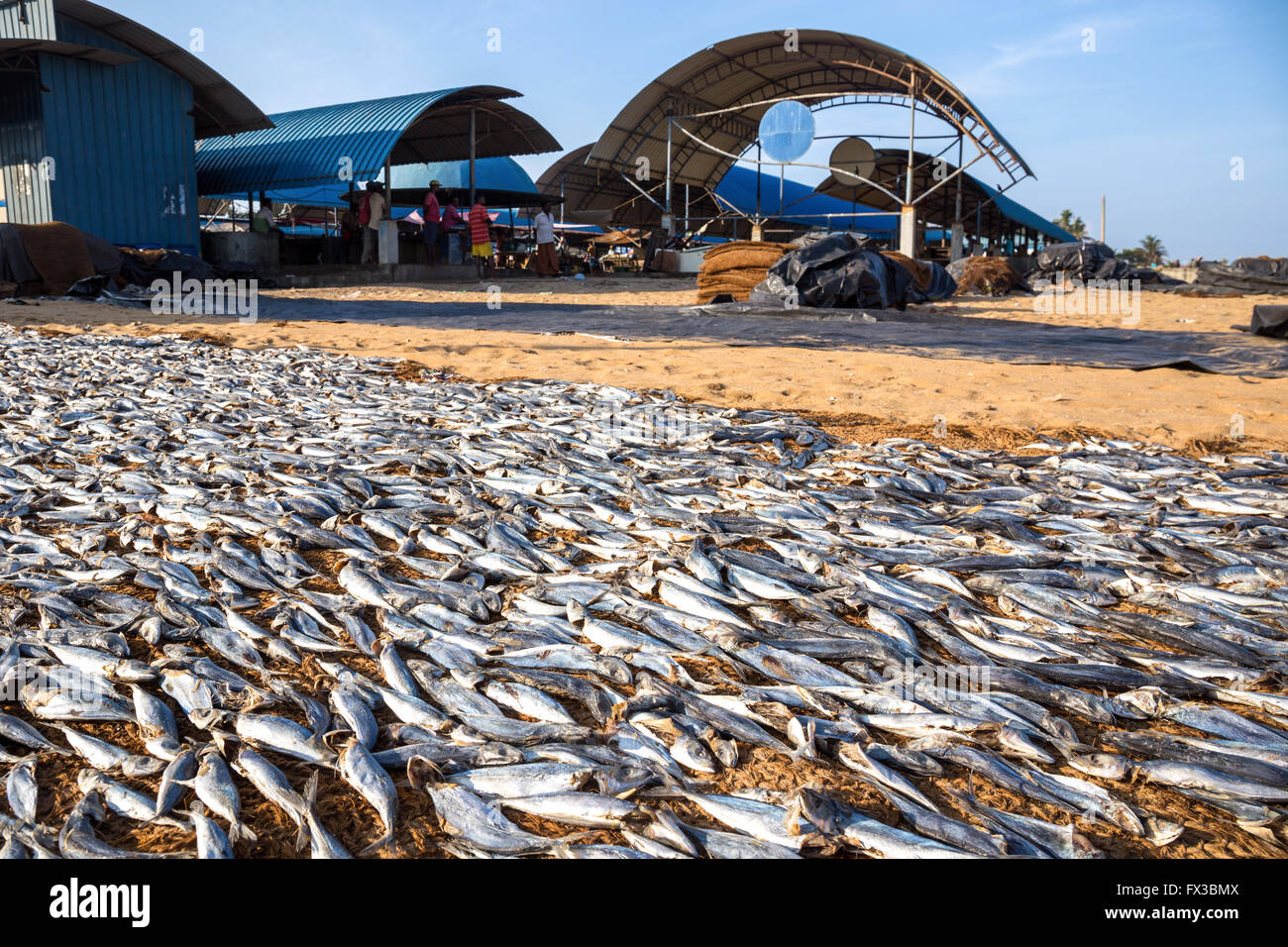 Negombo fish market, Fish drying in the sun, Negombo, Sri Lanka, Asia ...