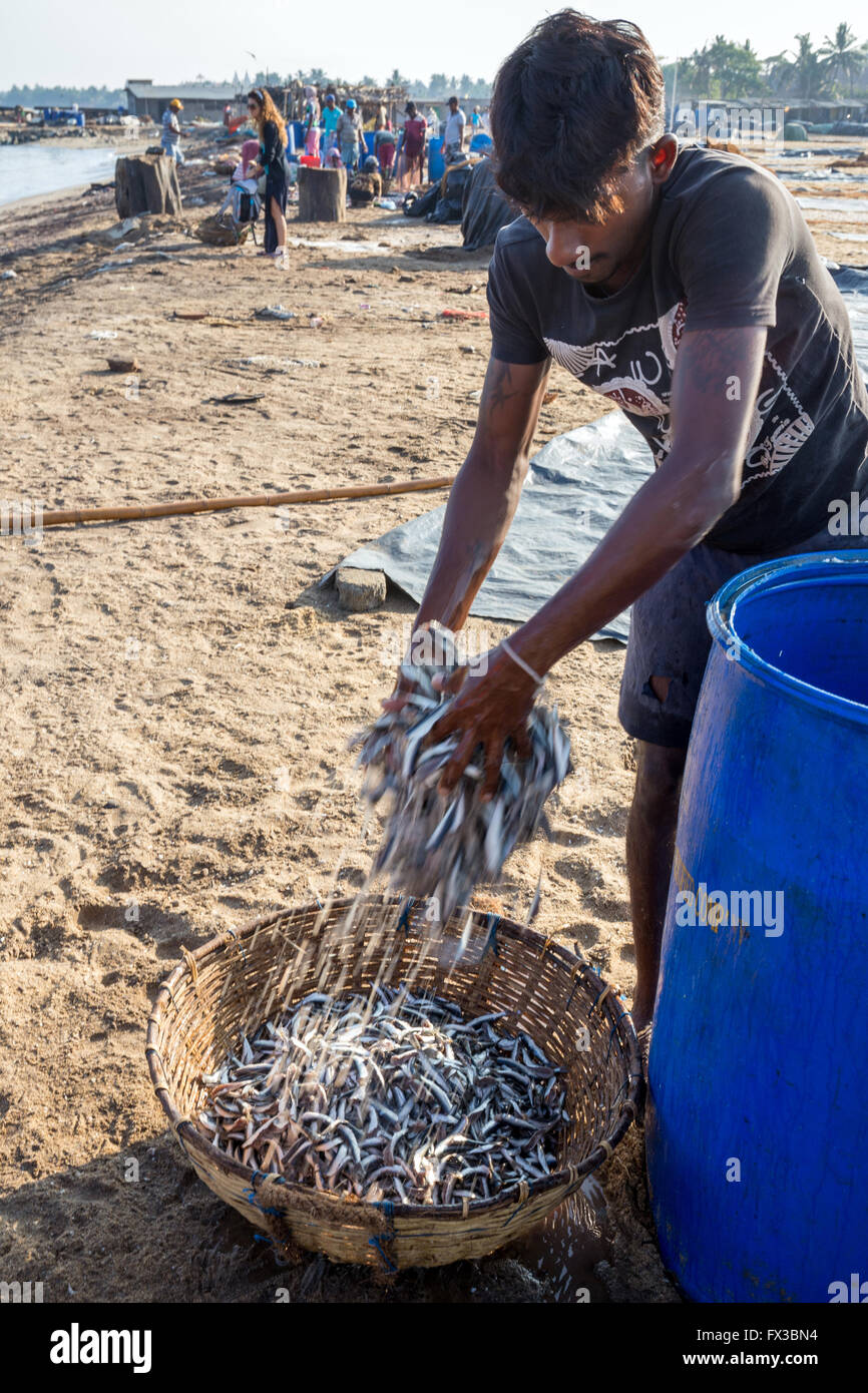 Negombo fish market (Lellama fish market), portrait of a woman gutting ...
