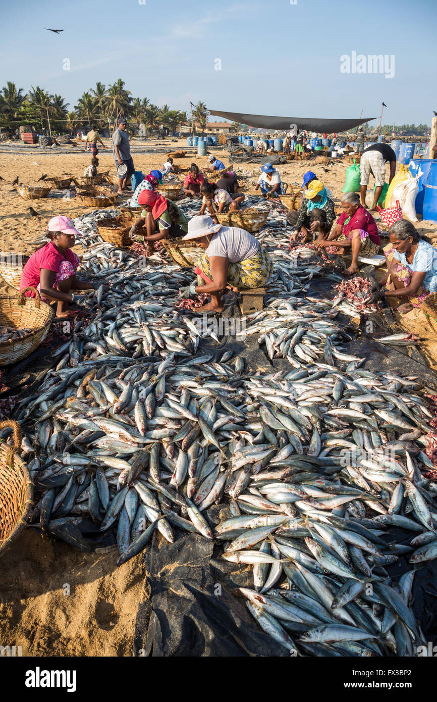 Negombo fish market (Lellama fish market), portrait of a woman gutting ...