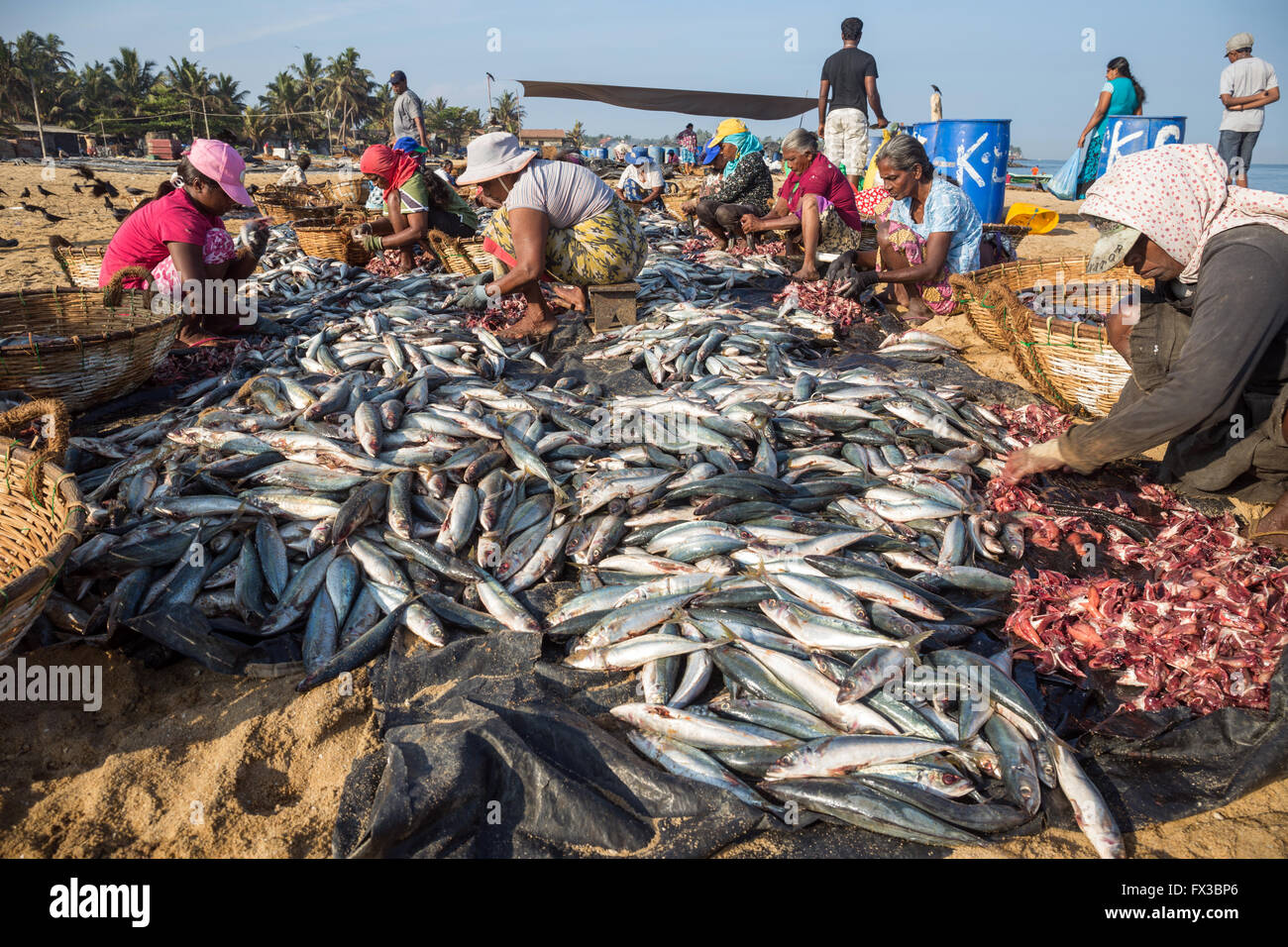 Negombo fish market (Lellama fish market), portrait of a woman gutting ...