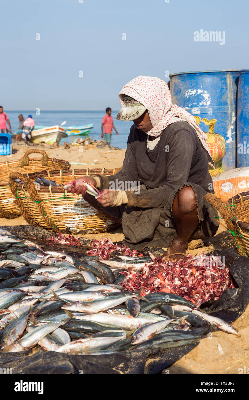 Negombo fish market lellama fish market hi-res stock photography and ...