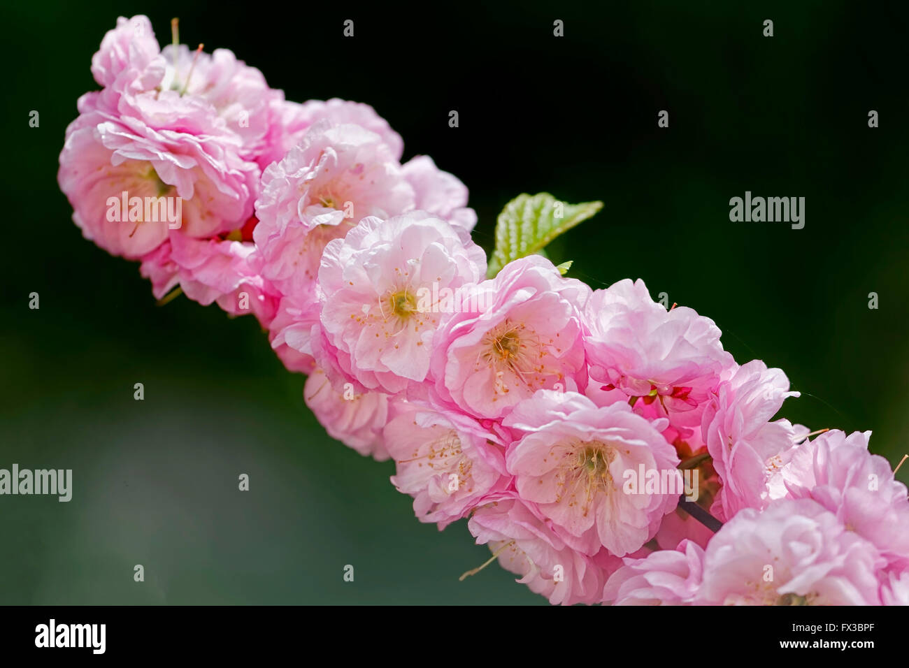 Damask rose flowers hi-res stock photography and images - Alamy