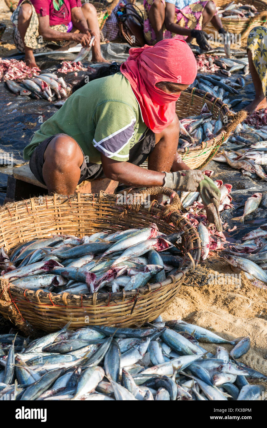 Portrait of a woman gutting fish hi-res stock photography and images ...