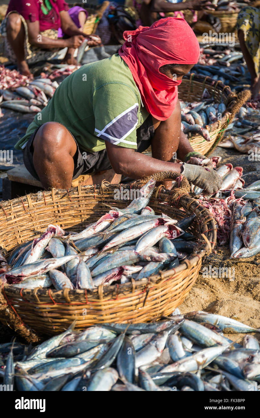 Negombo fish market (Lellama fish market), portrait of a woman gutting ...