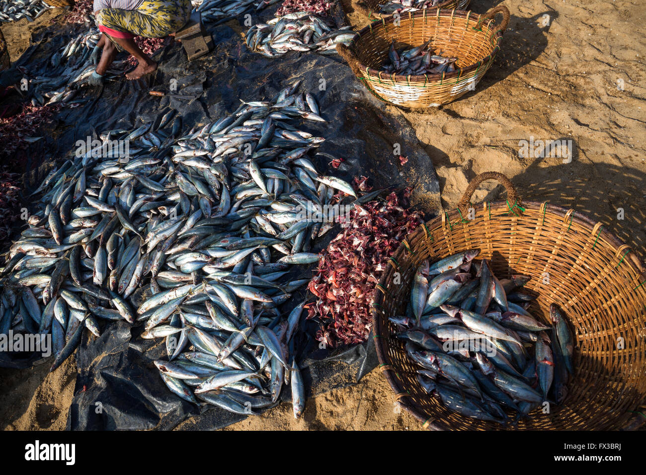 Sardine fishing baskets hi-res stock photography and images - Alamy