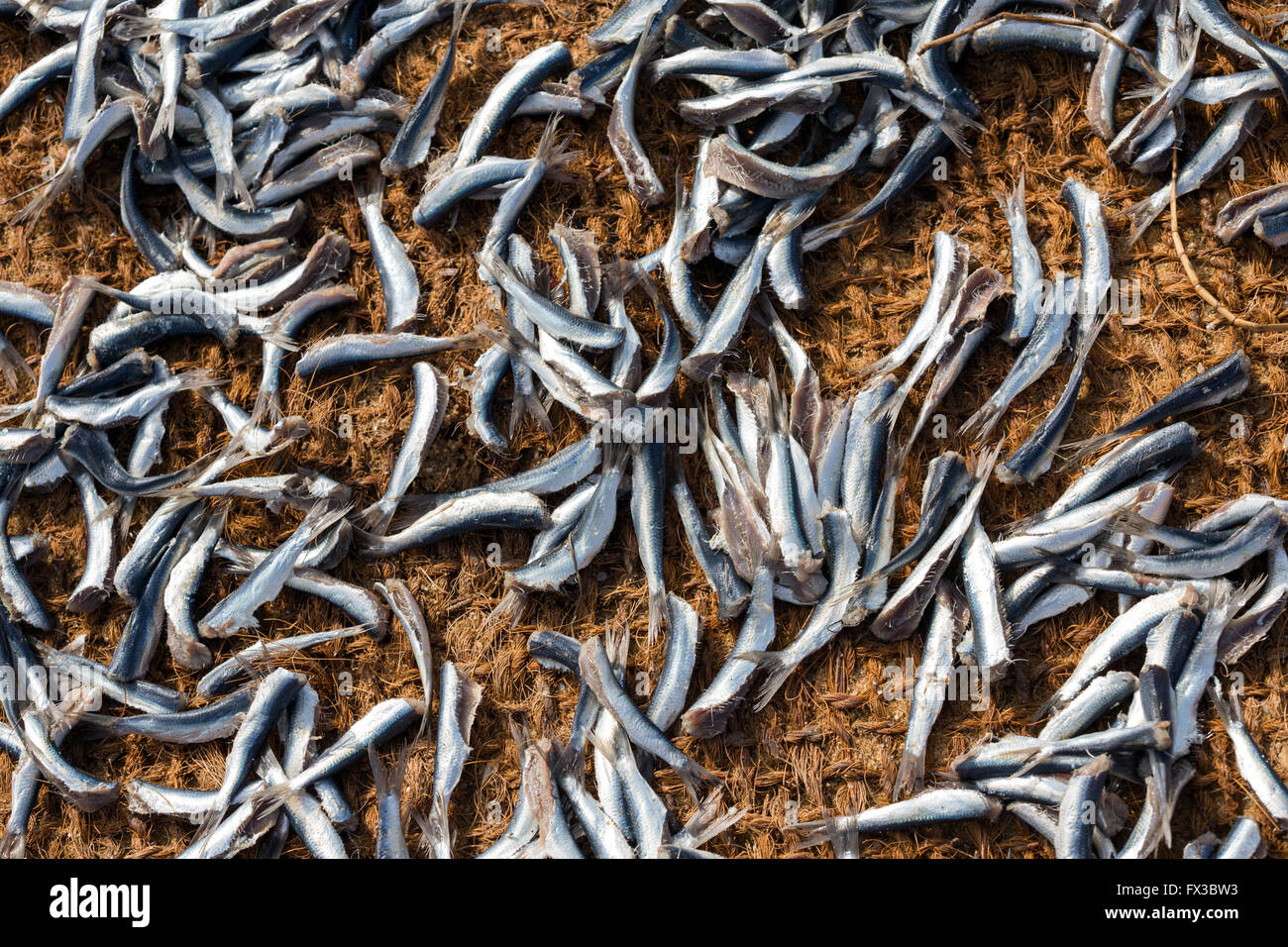 Negombo fish market, Fish drying in the sun, Negombo, Sri Lanka, Asia ...
