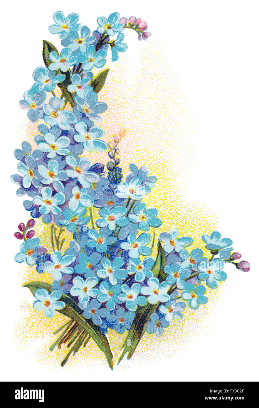 Alaska Forget Me Not High Resolution Stock Photography and Images - Alamy