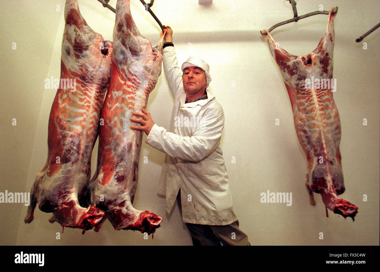 Deer carcass after butchering at Deer farm near Auchtermuchty, Fife ...