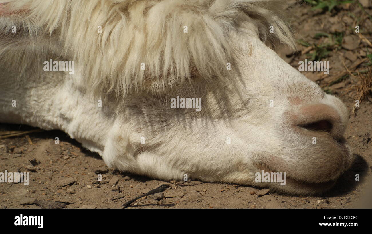 Sleeping llama hi-res stock photography and images - Alamy