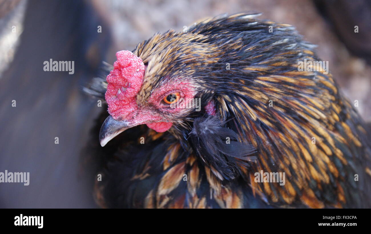 Chicken close up hi-res stock photography and images - Alamy