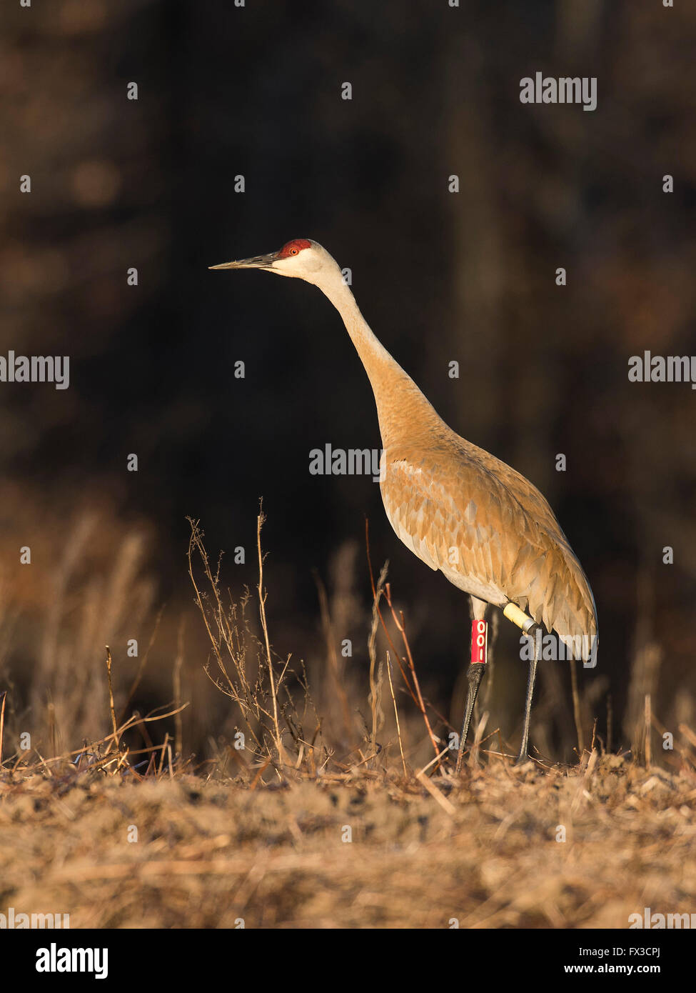 Sandhill Cranes in the spring in Minnesota Stock Photo - Alamy