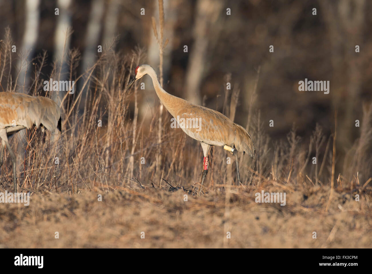 Sandhill Cranes in the spring in Minnesota Stock Photo - Alamy
