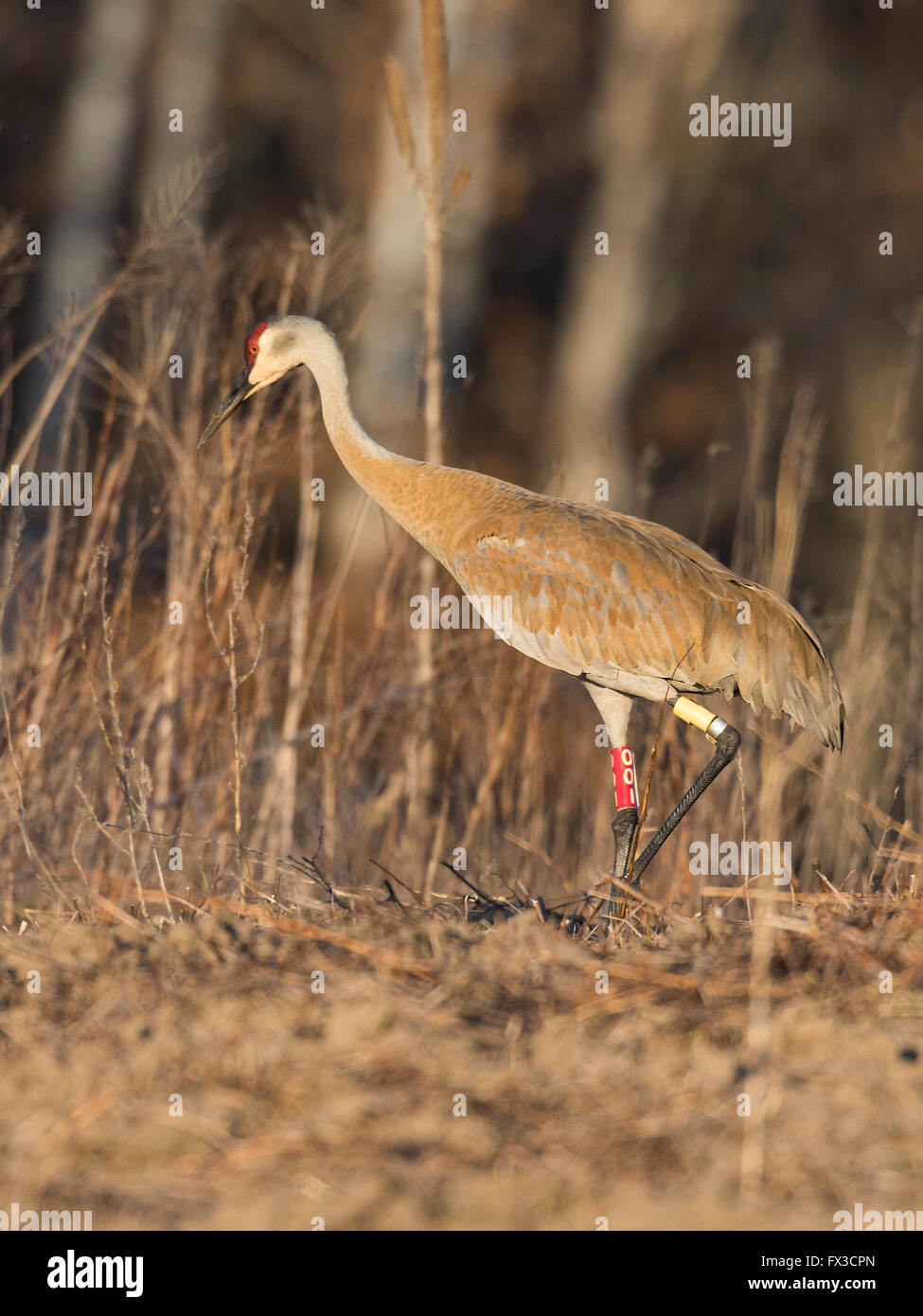 Sandhill Cranes in the spring in Minnesota Stock Photo - Alamy