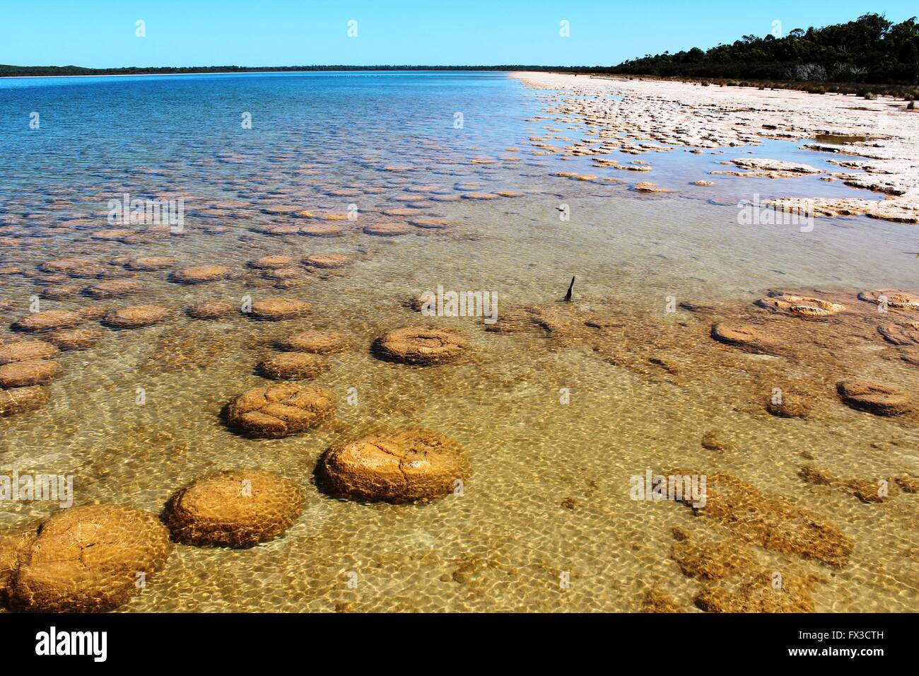 Rare colony of 6 kilometre long thrombolite living rocks calcium ...