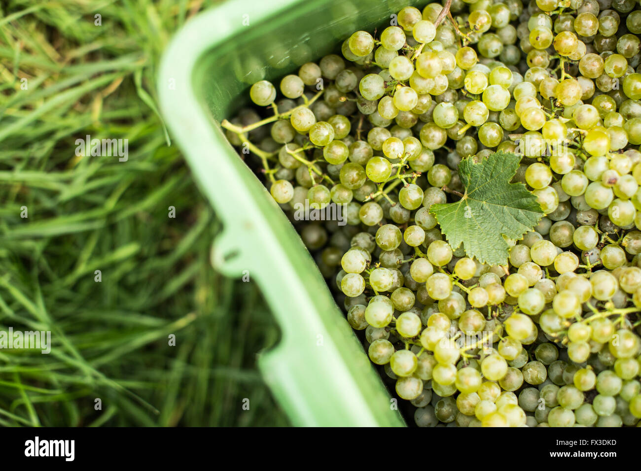White wine grapes in a plastic box during harvest Stock Photo - Alamy