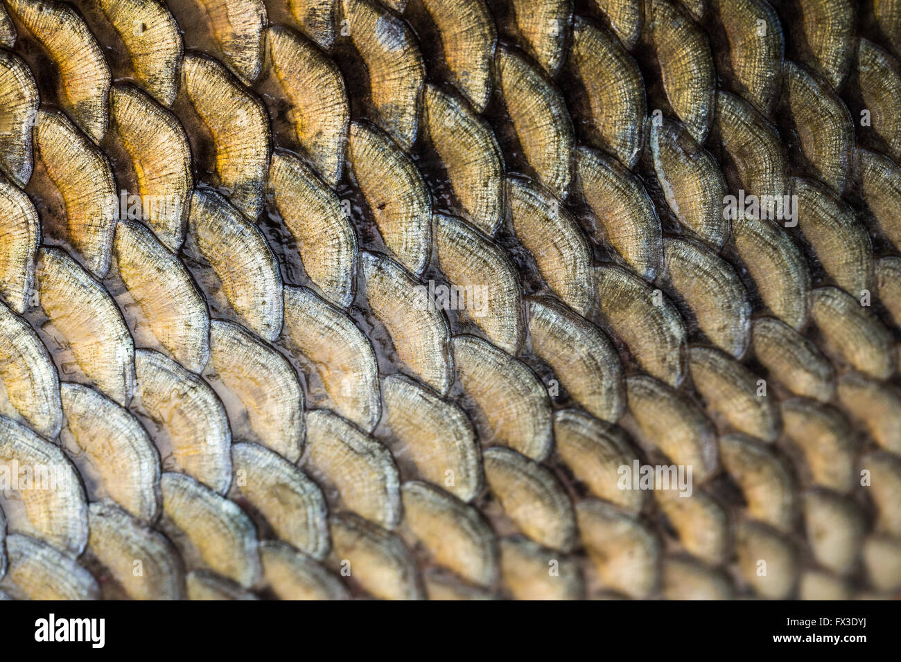 Carp fish scales grunge texture back ground Stock Photo - Alamy