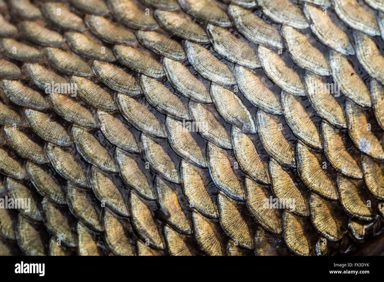 Carp fish scales grunge texture back ground Stock Photo - Alamy