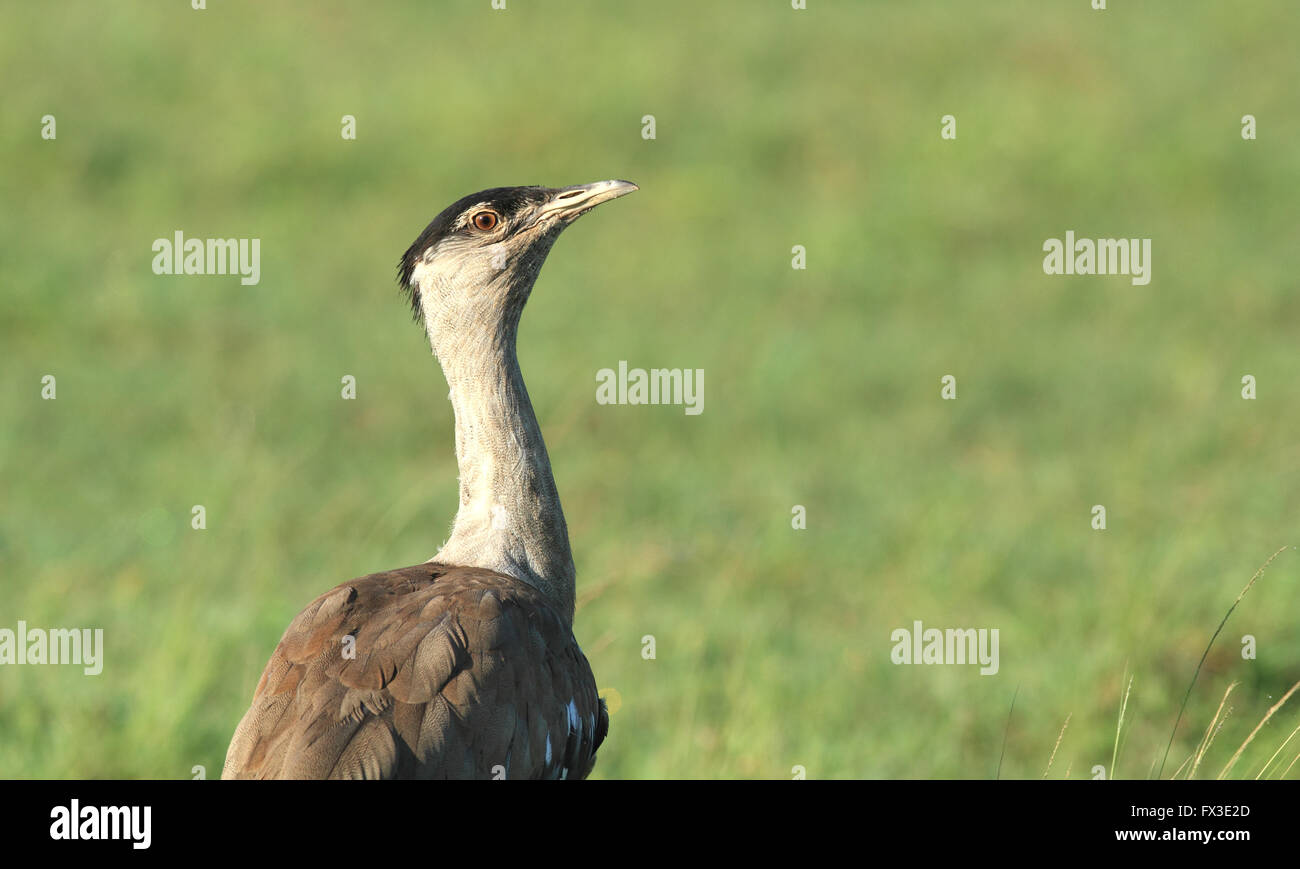 Australian Bustard, Ardeotis australis, also called a plains turkey or ...