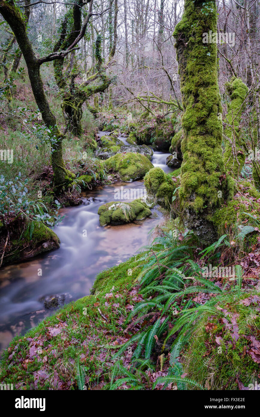 Stream across the forest Stock Photo - Alamy
