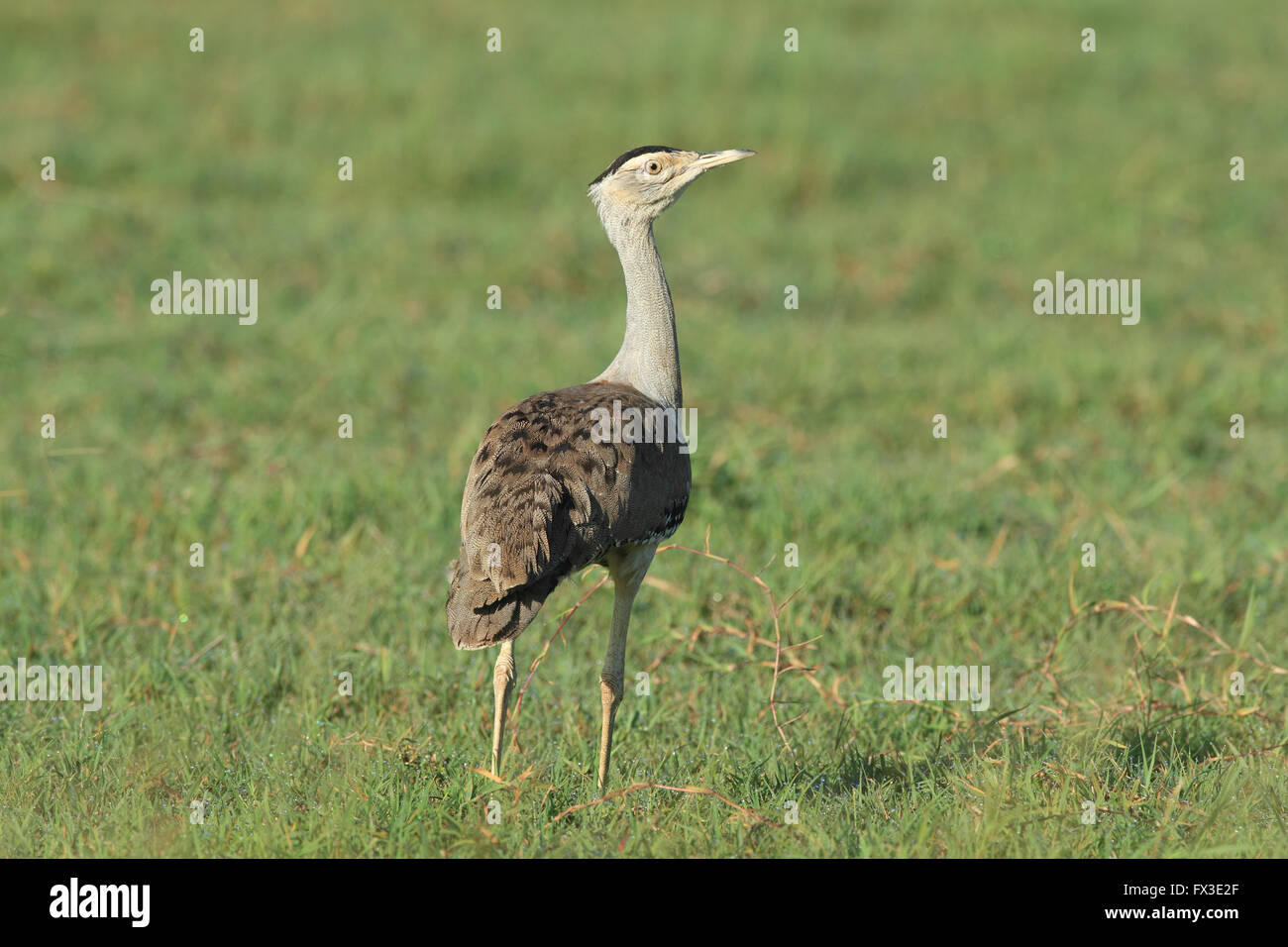Australian Bustard, Ardeotis australis, also called a plains turkey or ...