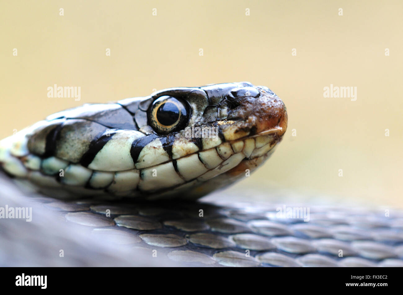Snake face hi-res stock photography and images - Alamy