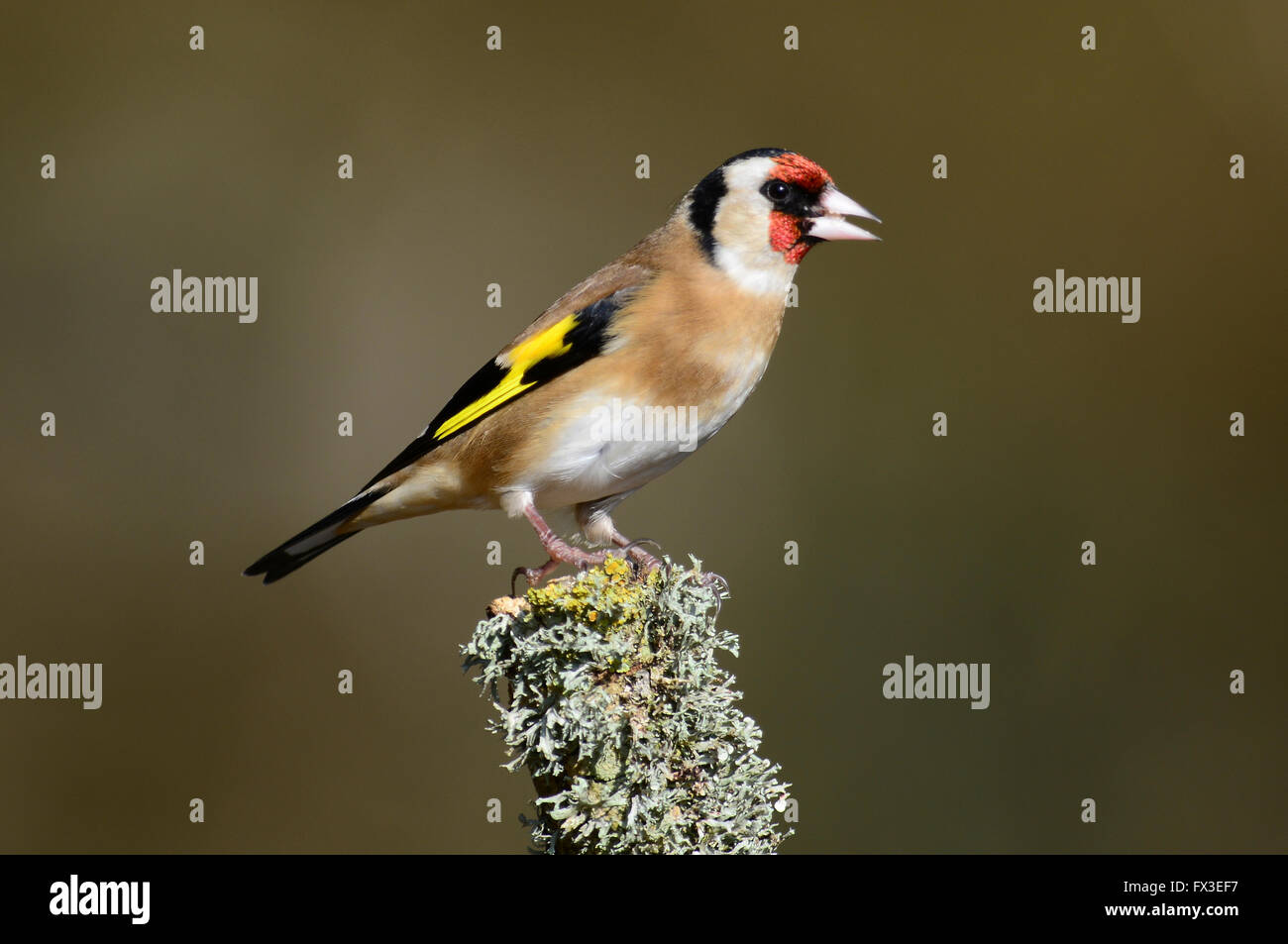 Goldfinch hi-res stock photography and images - Alamy