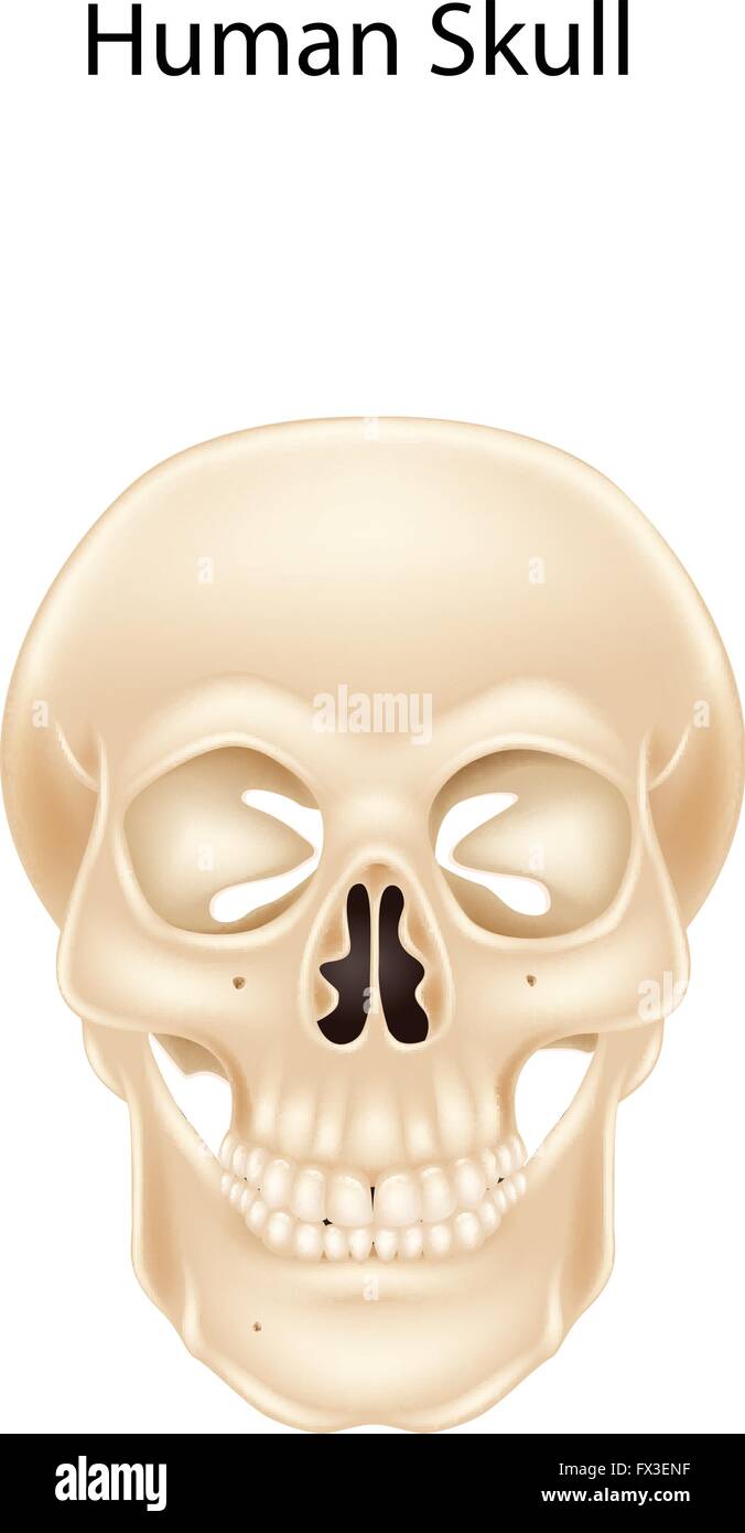 Human skull isolated on white background Stock Vector Image & Art - Alamy