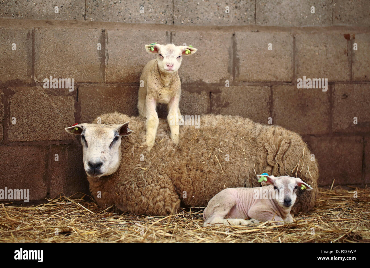 Love one another hi-res stock photography and images - Alamy