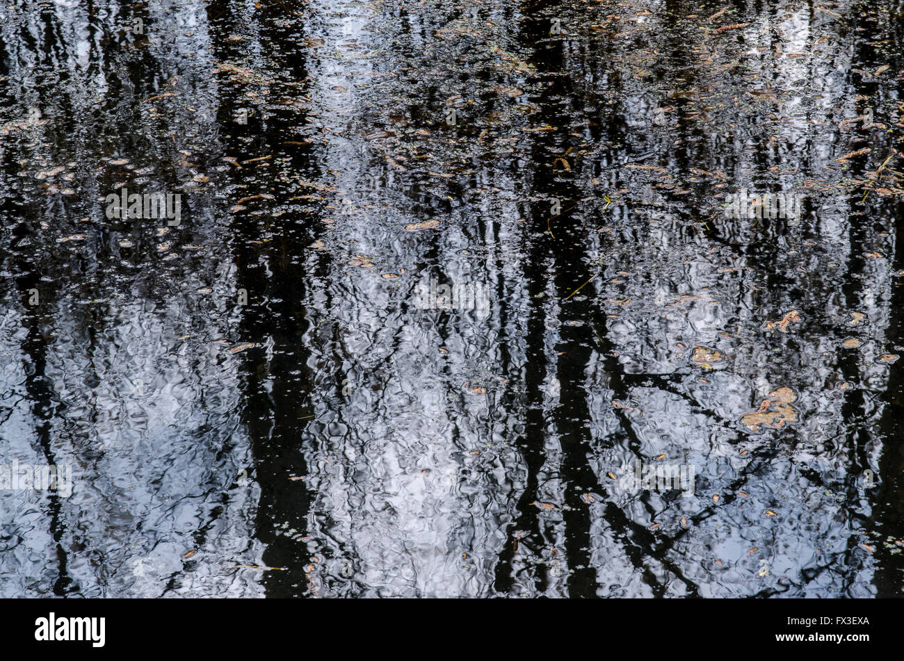 reflection of tree trunks in water Stock Photo - Alamy