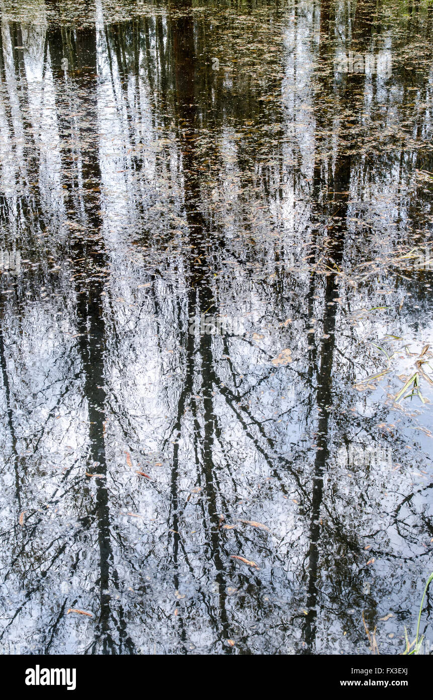 Reflect reflection tree hi-res stock photography and images - Alamy