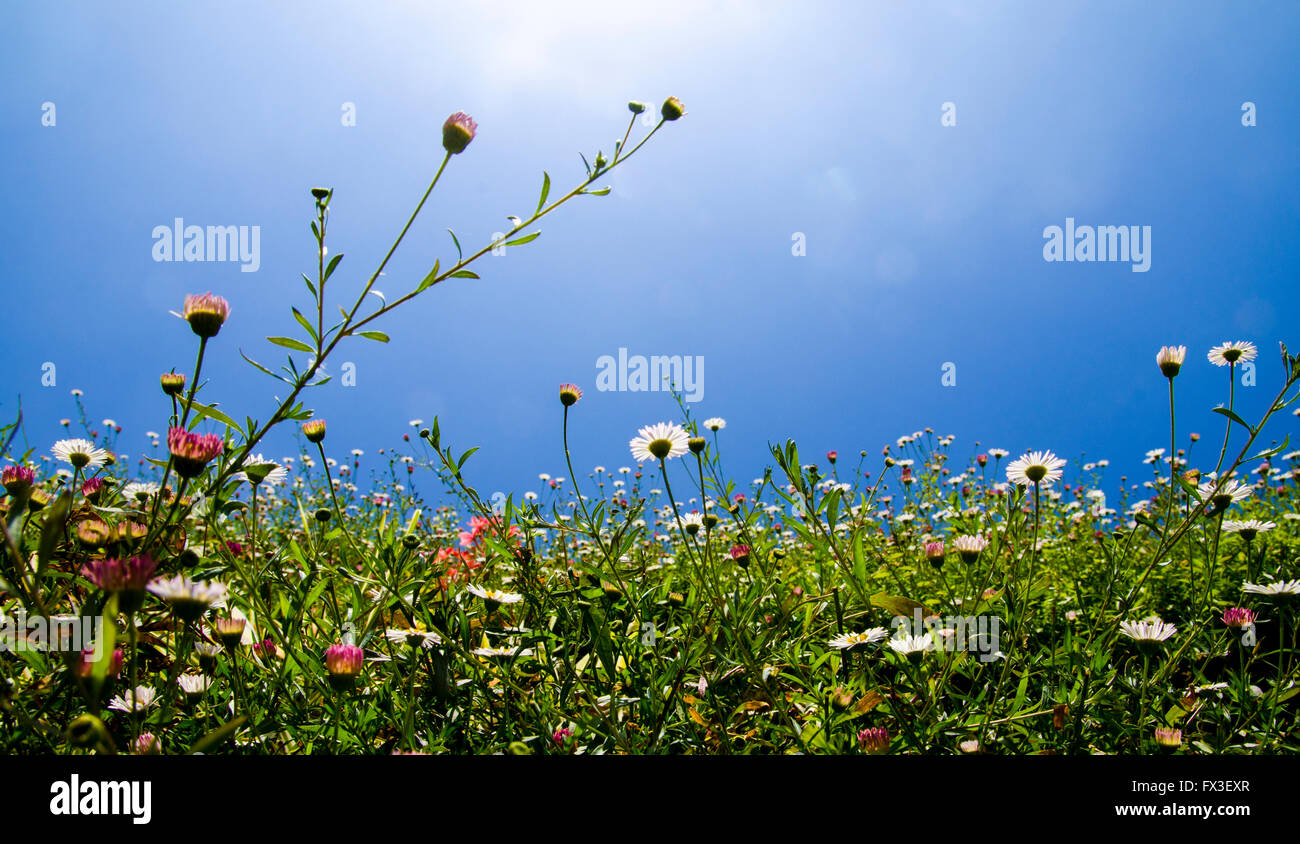 Boundless fields hi-res stock photography and images - Alamy