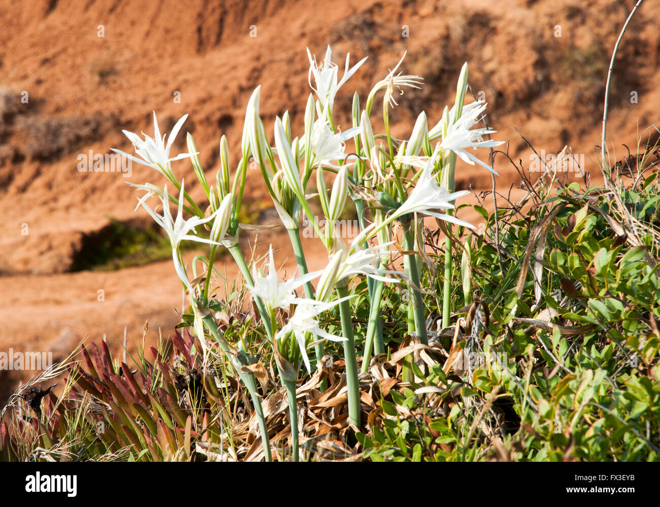 Native wild daffodil hi-res stock photography and images - Alamy