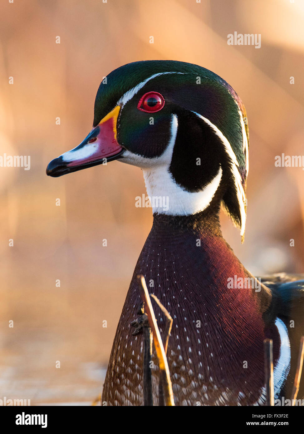 Drake Wood Duck in the spring in Minnesota Stock Photo - Alamy