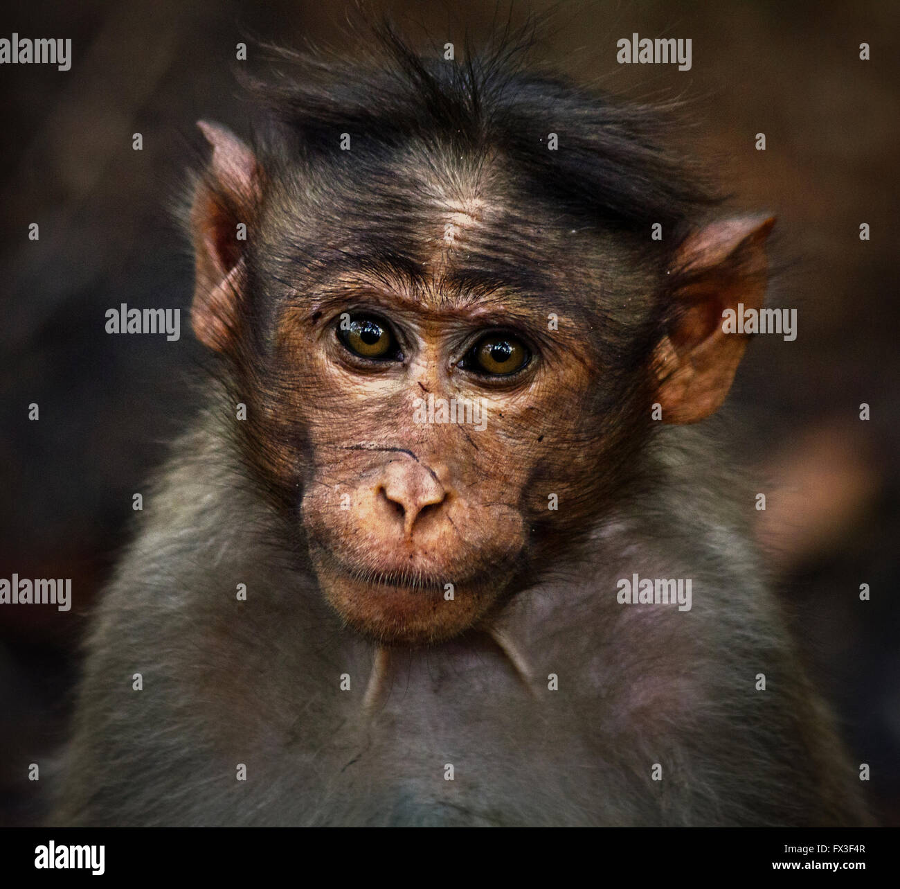 Portrait ape eyes hi-res stock photography and images - Alamy